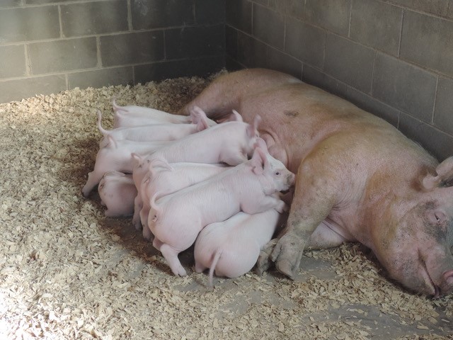 Harder Show Pigs – The Show Pig Breed Known for Performance